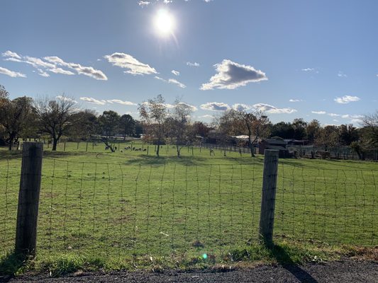 HINCK’S TURKEY FARM - 82 Photos & 66 Reviews - 1414 Atlantic Ave ...