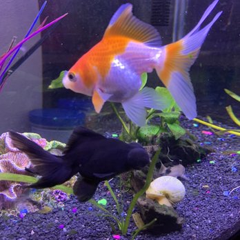 PAM’S PETS & FISH - Updated June 2024 - 10 Photos & 28 Reviews - 3366 N ...