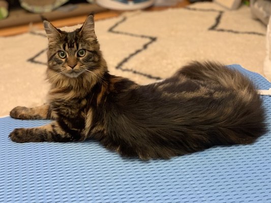 MAINESUSPECT MAINE COONS - Updated December 2025 - 41 Photos & 11 ...