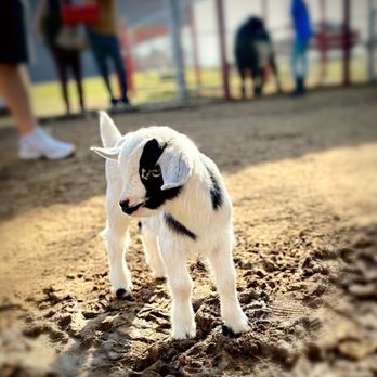 SHARKAROSA WILDLIFE RANCH - Updated April 2025 - 308 Photos & 131 ...