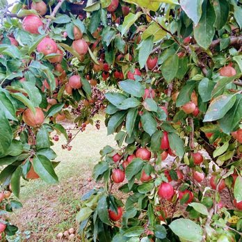 KREPS APPLE BARN & CIDER MILL - Updated January 2026 - 22 Photos ...