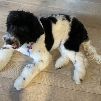 PAMPERED PAWS with photos - Updated August 2024 - 211 Photos & 184 ...