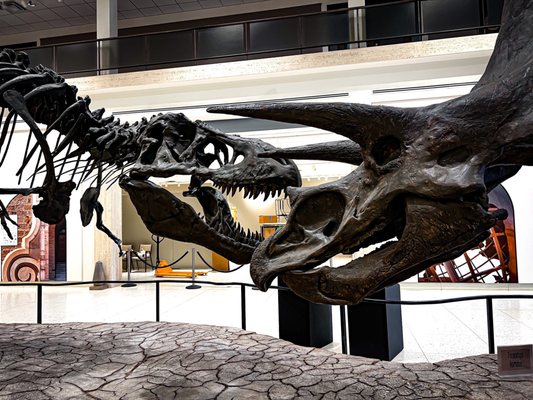 MUSEUM OF TEXAS TECH UNIVERSITY - Updated October 2025 - 64 Photos & 14 ...