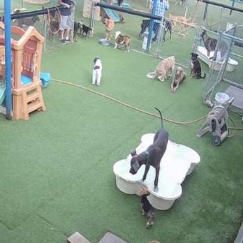 DOGS RULE RESORT - Updated October 2025 - 26 Photos & 62 Reviews - 5701 ...