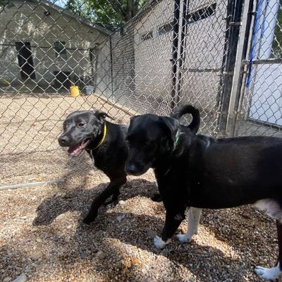 SHADY ACRES PET RANCH - Updated April 2025 - 93 Photos & 155 Reviews ...