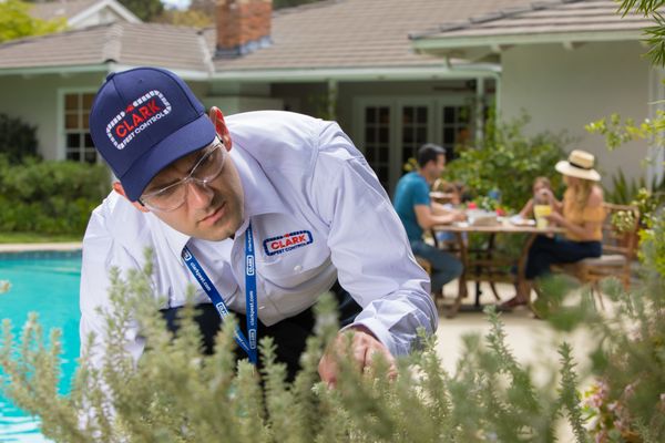 Pest Control Concord Ca