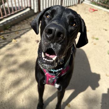 ROVER KENNELS - SANTA MONICA - Updated August 2024 - 118 Photos & 124 ...