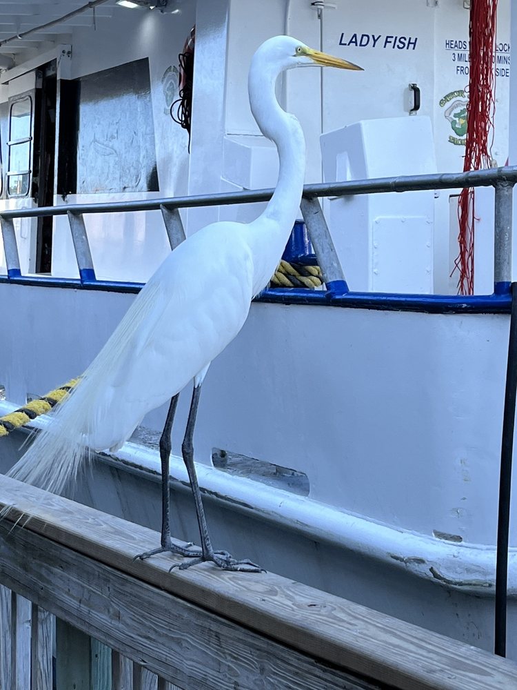 Queen Fleet Deep Sea Fishing, Clearwater Beach | Roadtrippers