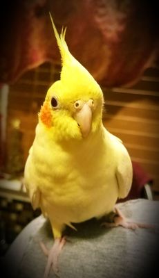 BIRD FEVER - Updated September 2025 - 22 Photos & 23 Reviews - 5921 E ...