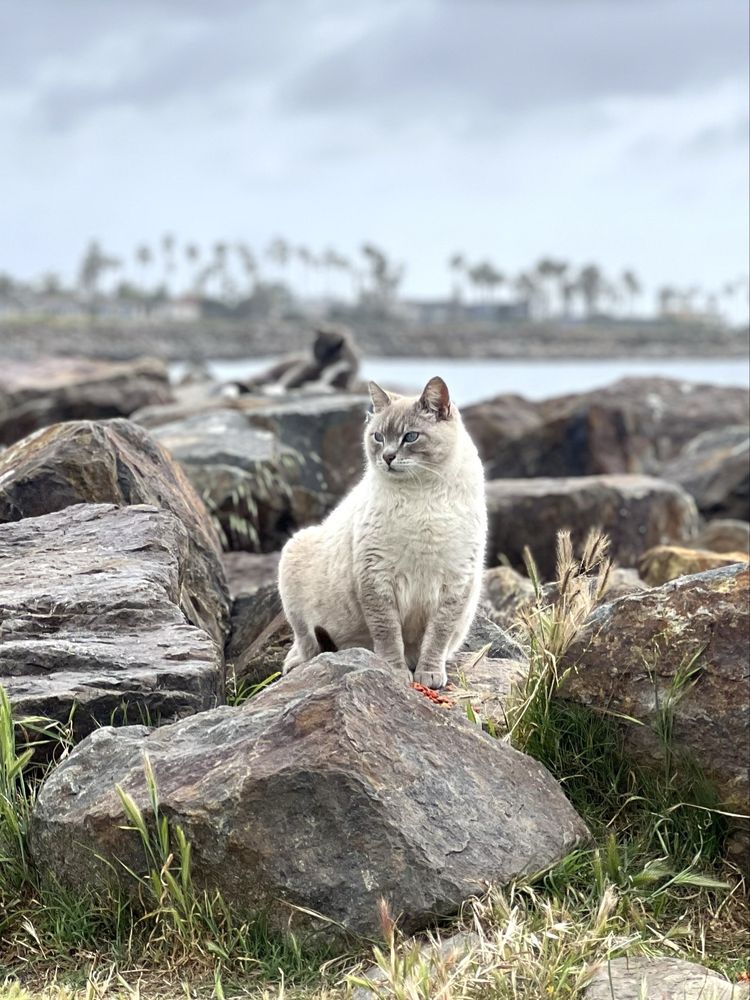 CAT JETTY - Updated December 2025 - 163 Photos & 18 Reviews - 2510 ...