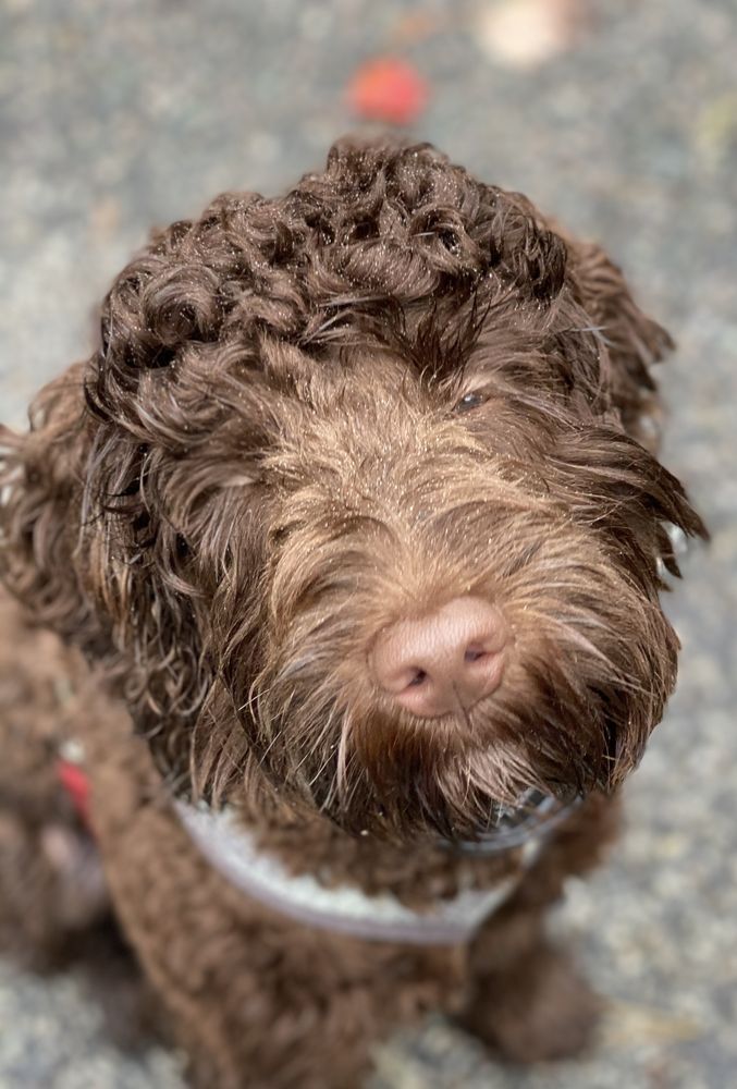 THE DOG BUTLER - Updated October 2025 - 17 Photos - Norwell ...