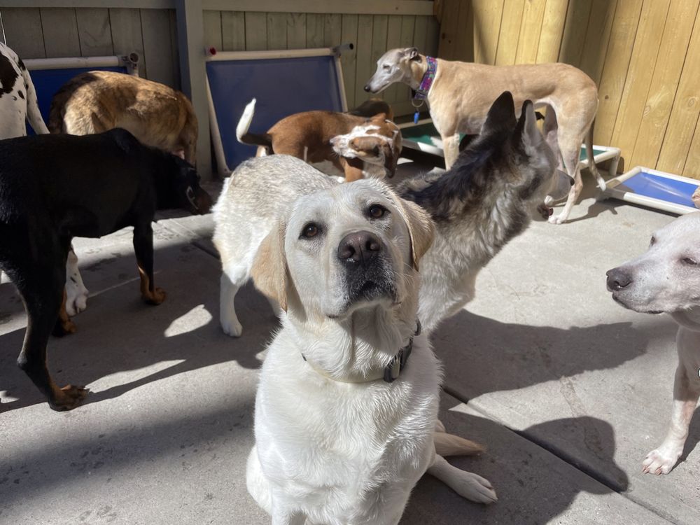 BARK ATL - Updated October 2025 - 16 Photos & 77 Reviews - 145 Ralph ...