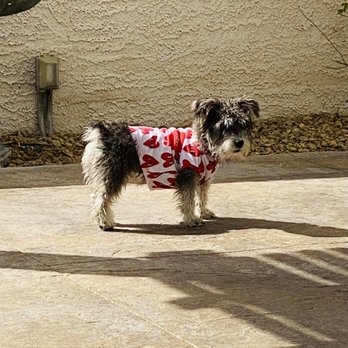 PUNKY PETS PAWLOR - Updated January 2025 - 134 Photos & 32 Reviews ...