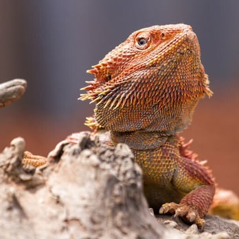 SILVERDALE DOG PARK - Updated July 2025 - 29 Photos & 21 Reviews ...