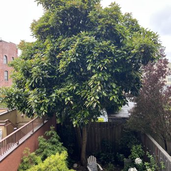 DMITRI TIOUPINE TREE CARE AND PRESERVATION - Updated May 2025 - 32 ...