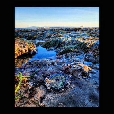 PLEASURE POINT - Updated August 2025 - 334 Photos & 60 Reviews - Santa ...