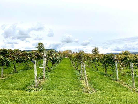 MIDDLEBURGH WINERY - Updated December 2025 - 37 Photos & 15 Reviews ...