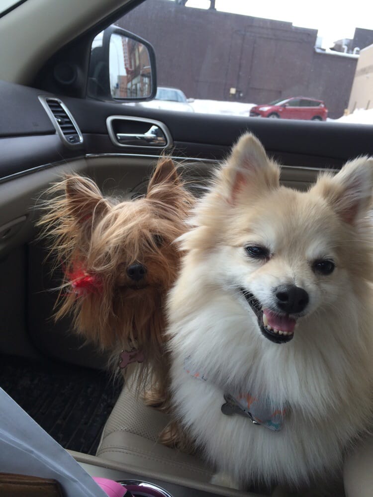 PET RITZ - Updated December 2025 - 5985 King Rd, Howell, Michigan - Pet ...