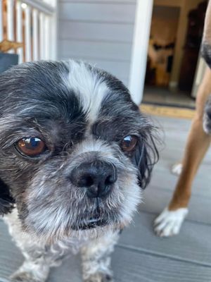 GIGI KAUR - Updated October 2025 - 25 Photos - Ojai, California - Pet ...