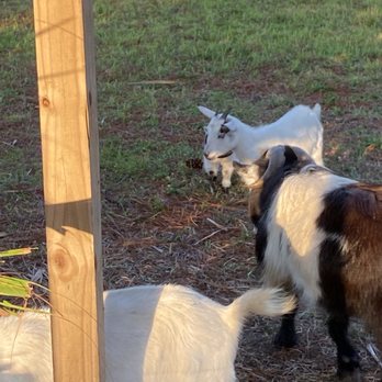 RESORT AT CANOPY OAKS - Updated June 2025 - 45 Photos & 19 Reviews ...