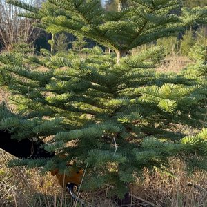 HEMSTROM VALLEY TREE FARM CHRISTMAS TREES - TEMP. CLOSED - Updated ...