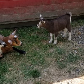 MAPLEWOOD FARM - Updated May 2024 - 252 Photos & 44 Reviews - 405 ...