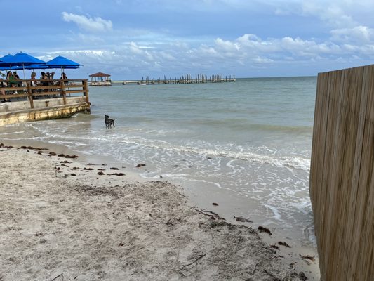 KEY WEST DOG BEACH - 36 Photos & 23 Reviews - Vernon St And Waddell Ave ...