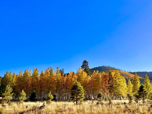 ASPEN NATURE LOOP - Updated November 2025 - 55 Photos & 17 Reviews ...