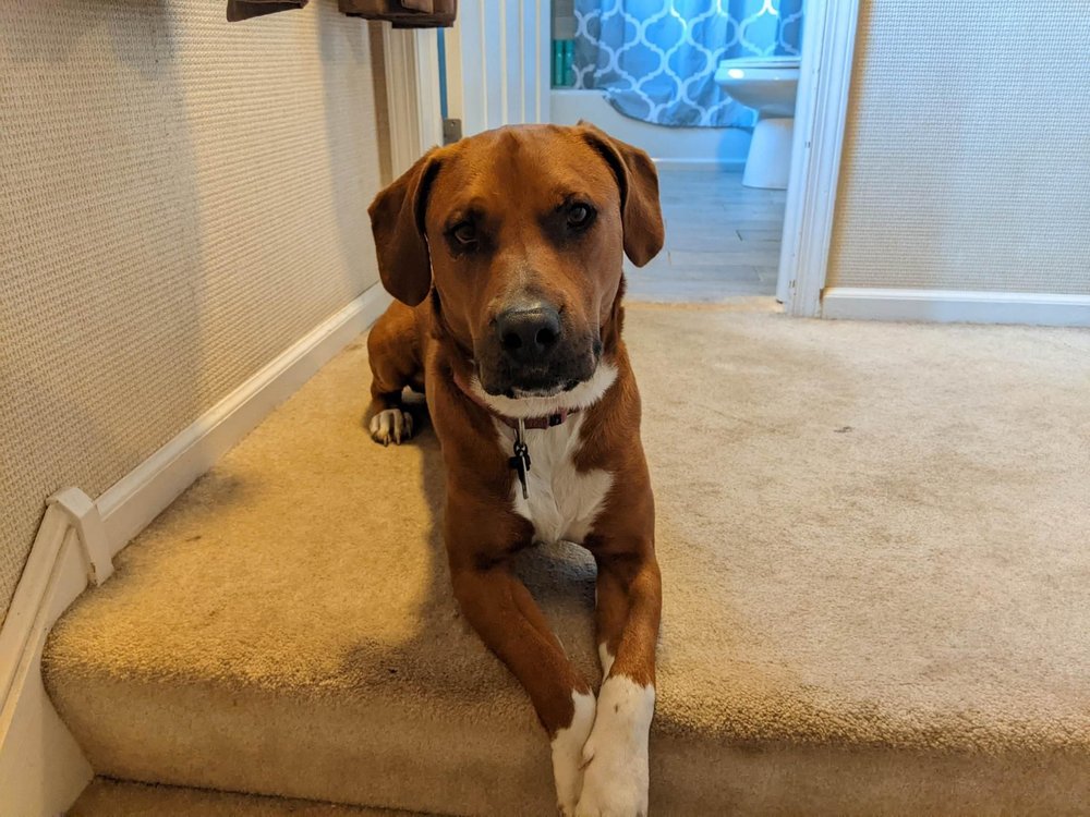 ALL 4 PAWS RESCUE - Updated December 2025 - Malvern, Pennsylvania - Pet ...