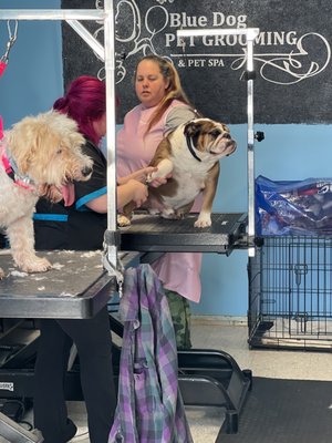 BLUE DOG PET GROOMING - Updated October 2025 - 52 Photos & 31 Reviews ...