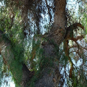 LINDO LAKE COUNTY PARK - Updated June 2024 - 283 Photos & 39 Reviews ...