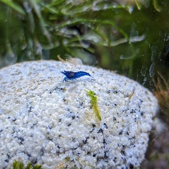 PREUSS PETS - Updated December 2025 - 97 Photos & 92 Reviews - 1127 N ...