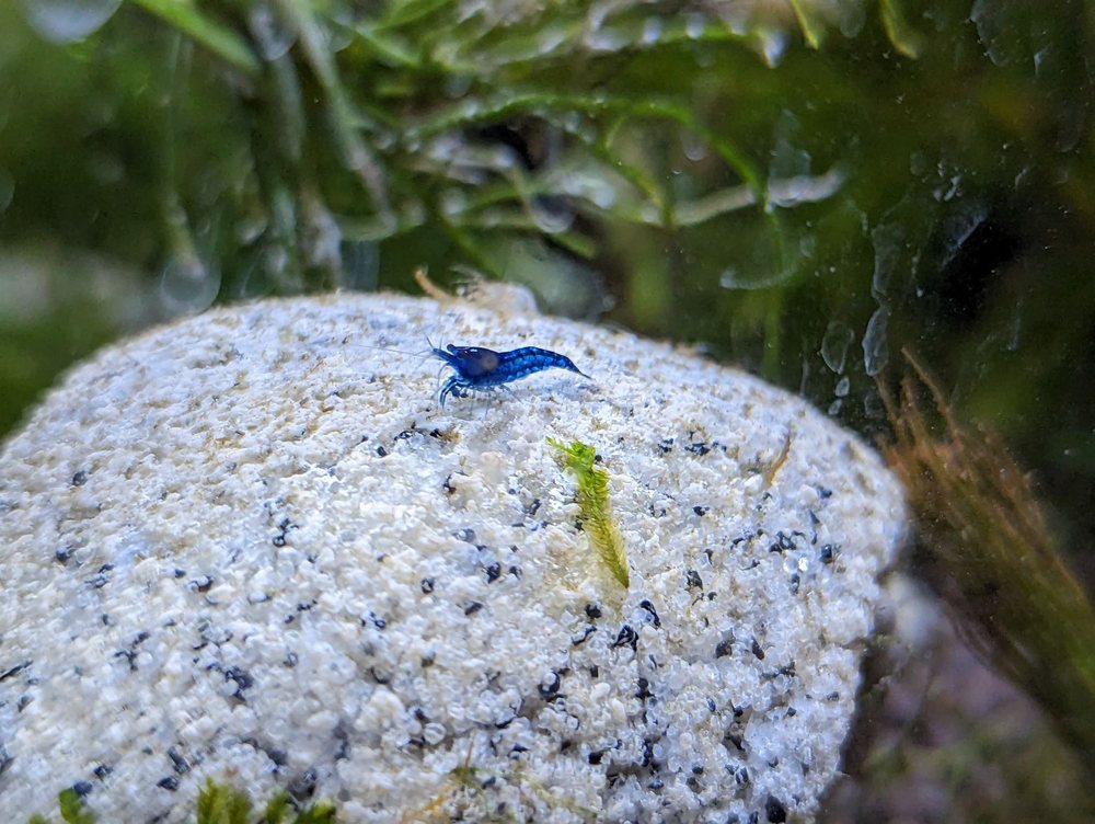 PREUSS PETS - Updated December 2025 - 97 Photos & 93 Reviews - 1127 N ...