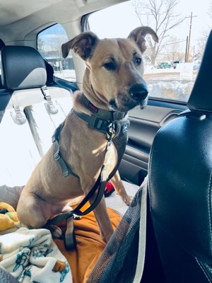 HALO ANIMAL RESCUE - Updated August 2024 - 81 Photos & 147 Reviews ...