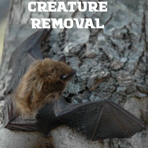 CREATURE REMOVAL - Updated December 2025 - Rutland, Vermont - Wildlife ...
