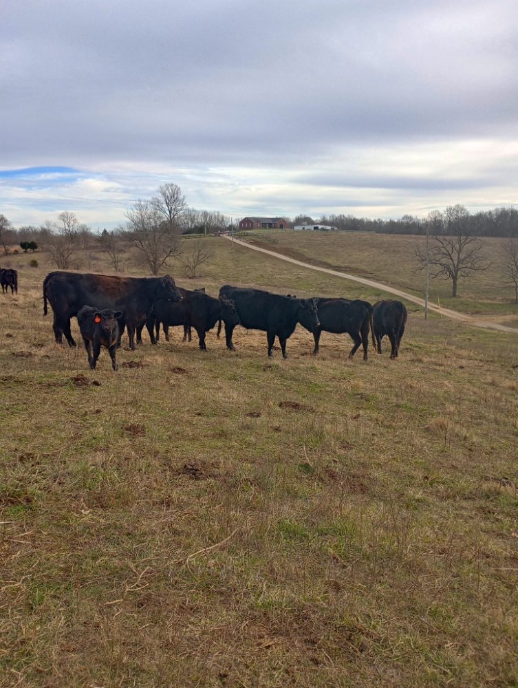 LINNEY FARMS - Updated July 2025 - 816 Sullivan Ln, Frankfort, Kentucky ...