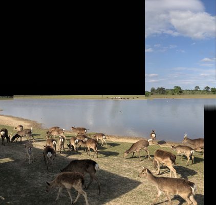 GLOBAL WILDLIFE CENTER - 558 Photos & 126 Reviews - 26389 Hwy 40 ...