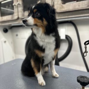 THE RUFF LIFE MOBILE GROOMING - 188 Photos & 208 Reviews - Massapequa ...