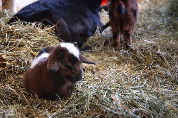 RUSTIC ROAD FARM - Updated December 2025 - 70 Photos & 22 Reviews ...