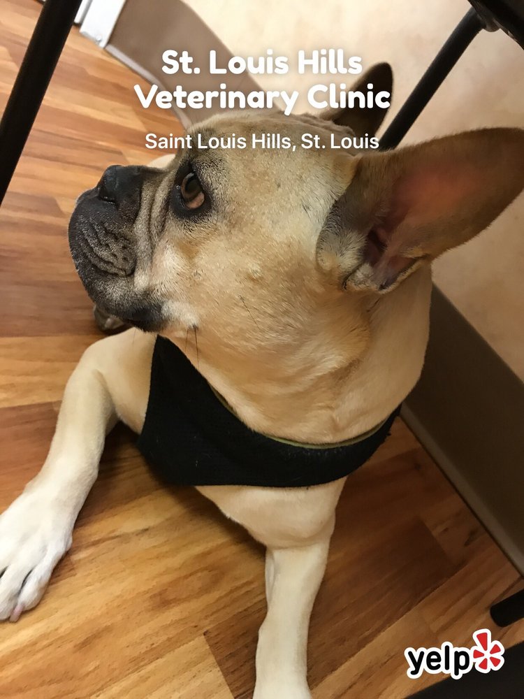ST. LOUIS HILLS VETERINARY CLINIC - Updated September 2025 - 7001 ...