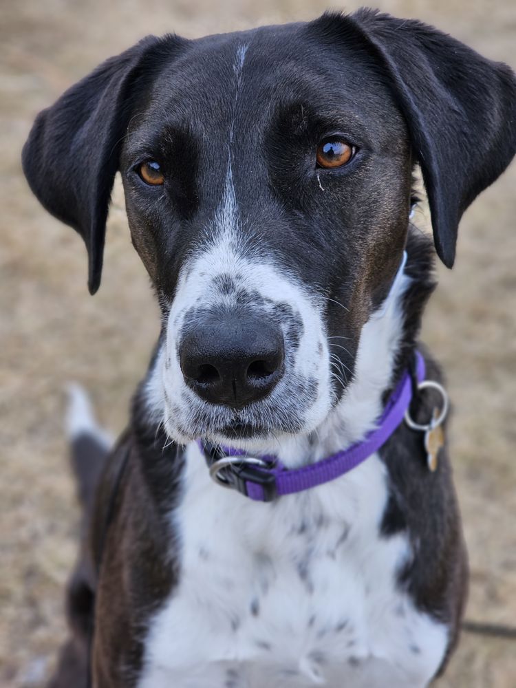 MOUNTAIN K9 - Updated December 2024 - Request a Quote - 18 Photos ...