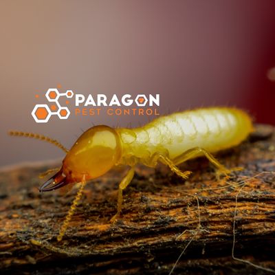 PARAGON PEST CONTROL - Updated September 2025 - 264 Photos & 81 Reviews ...