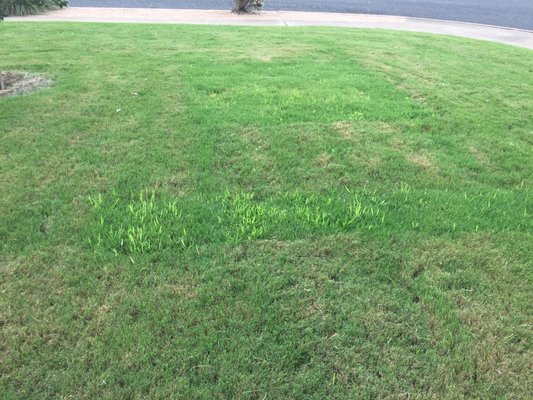 KING RANCH TURFGRASS - Updated December 2025 - 26 Photos & 65 Reviews ...