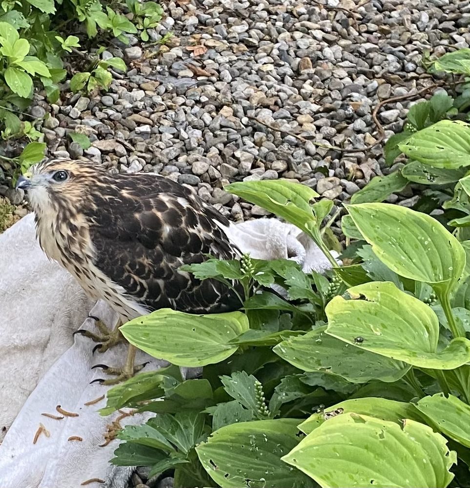 RAPTOR TRUST - Updated April 2025 - 49 Photos & 36 Reviews - 1390 ...