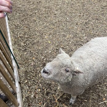 ROSE BRIDGE FARM & SANCTUARY - Updated June 2024 - 174 Photos & 67 ...