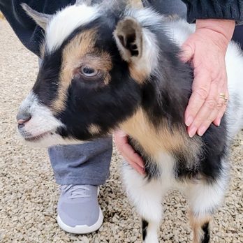 ROSE BRIDGE FARM & SANCTUARY - Updated June 2025 - 227 Photos & 82 ...