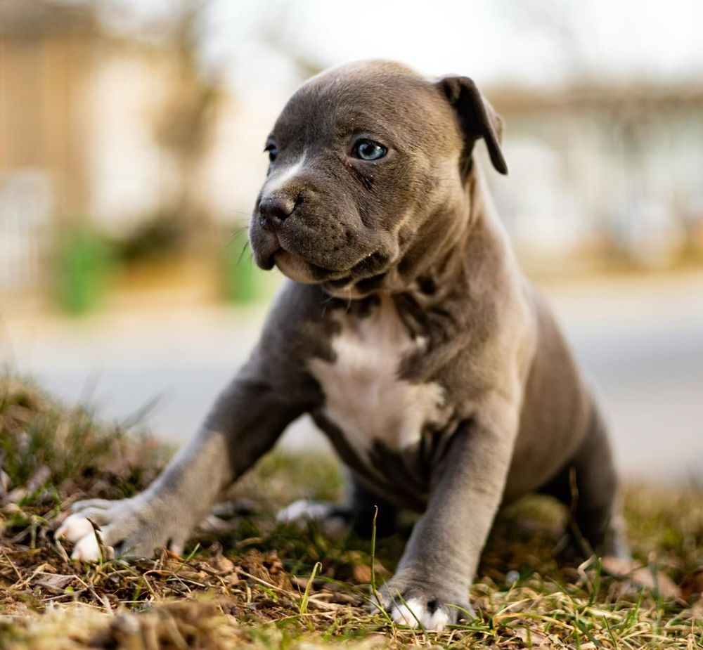 TRICITY MERLE - Updated December 2025 - Request Information - 36 Photos ...