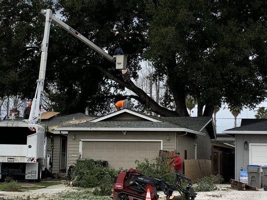 PV TREE SERVICE - Updated October 2025 - 139 Photos & 337 Reviews ...