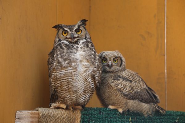 CALIFORNIA RAPTOR CENTER - Updated June 2025 - 51 Photos & 20 Reviews ...