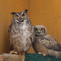 CALIFORNIA RAPTOR CENTER - 37 Photos & 16 Reviews - 1340 Equine Way ...